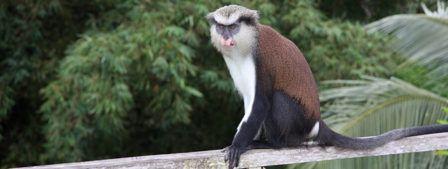 The Mona Monkey | Critter Science