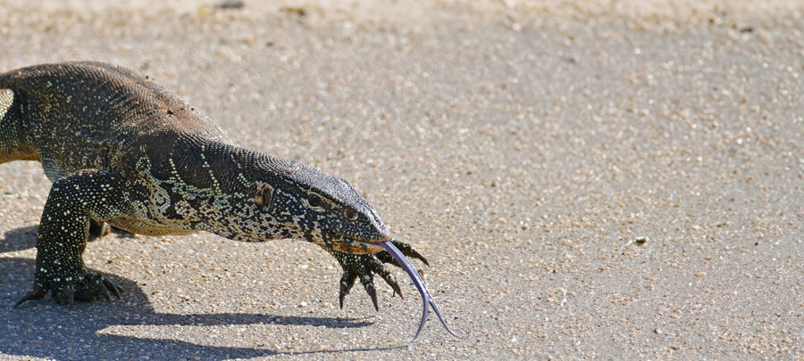 The Nile Monitor | Critter Science
