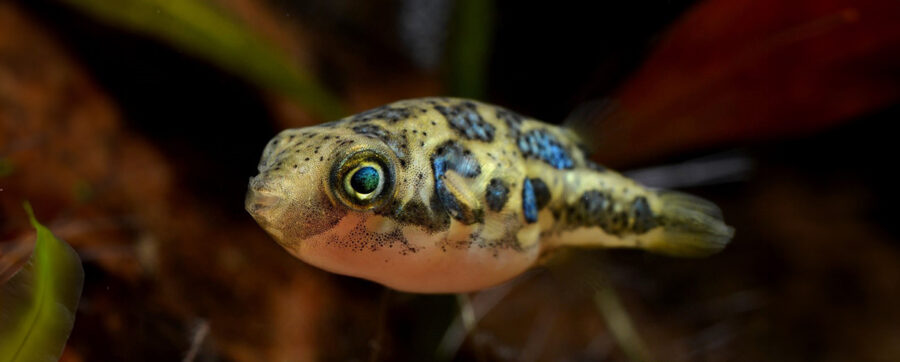 Meet the World's Smallest Pufferfish, the Pea Puffer | Critter Science