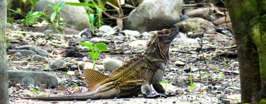 The Philippine Sailfin Lizard | Critter Science