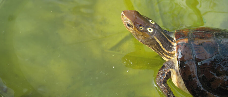 The Four-Eyed Turtle | Critter Science