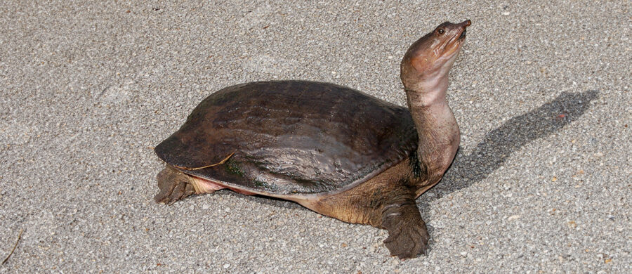 The Florida Softshell Turtle | Critter Science