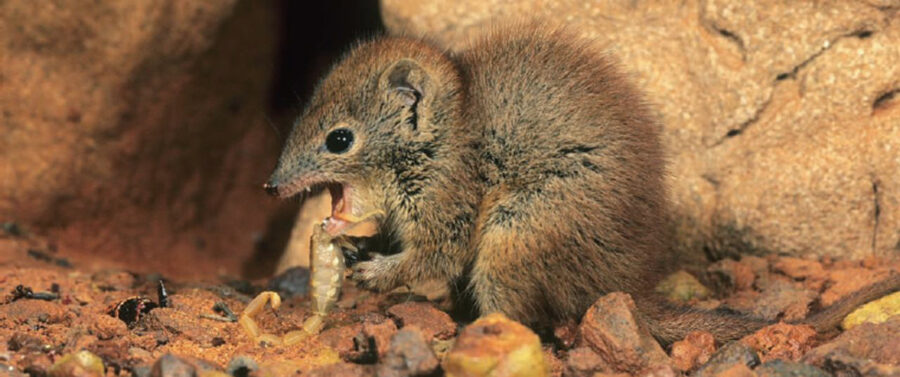 The Little Red Kaluta | Critter Science