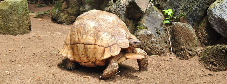 The Ploughshare Tortoise | Critter Science