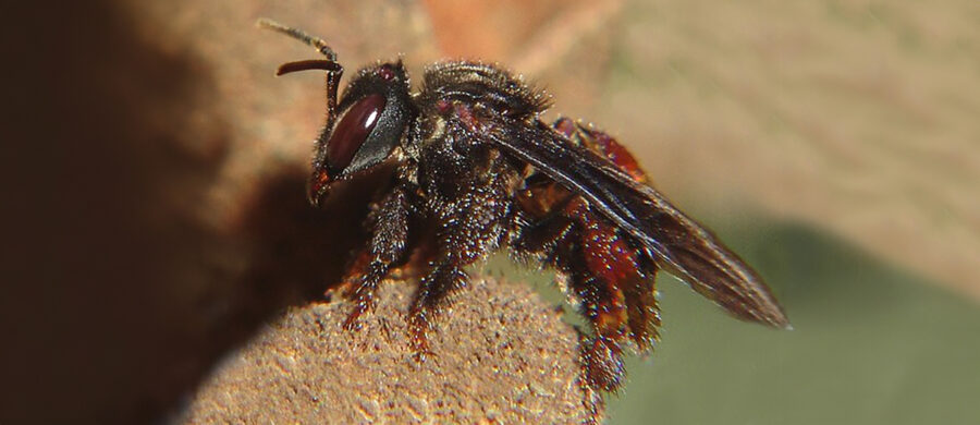 The Vulture Bee | Critter Science