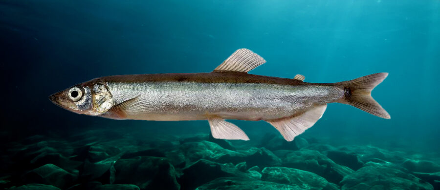 The Small but Abundant Capelin | Critter Science