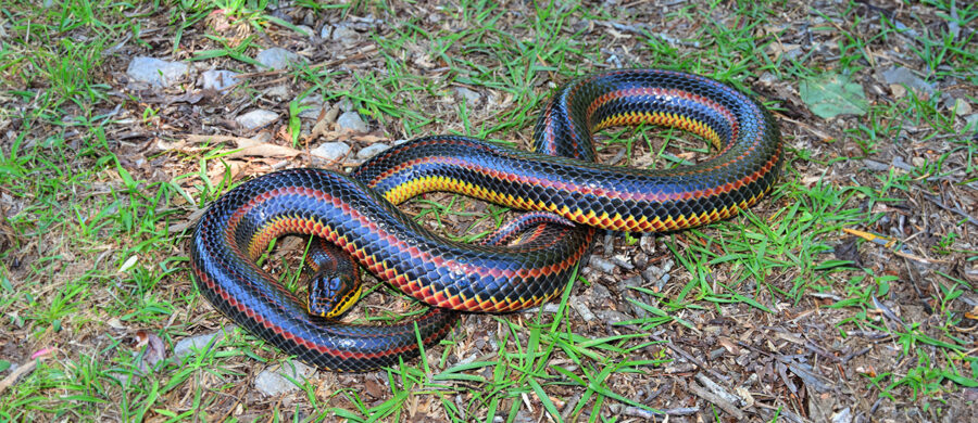 The Rainbow Snake | Critter Science