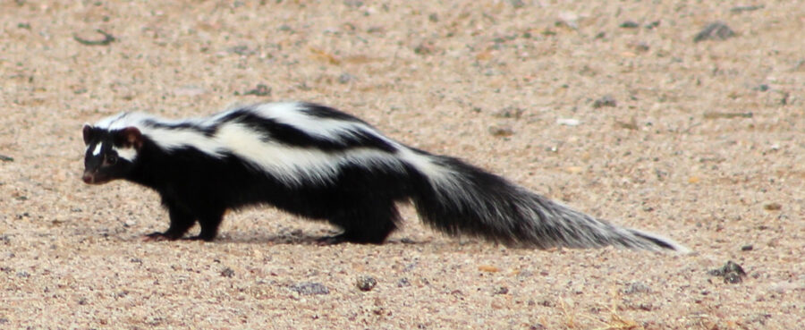The Striped Polecat | Critter Science