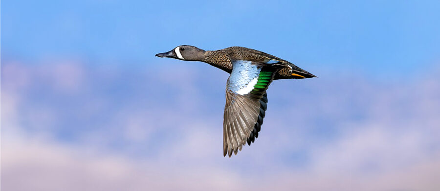 The Blue-Winged Teal | Critter Science