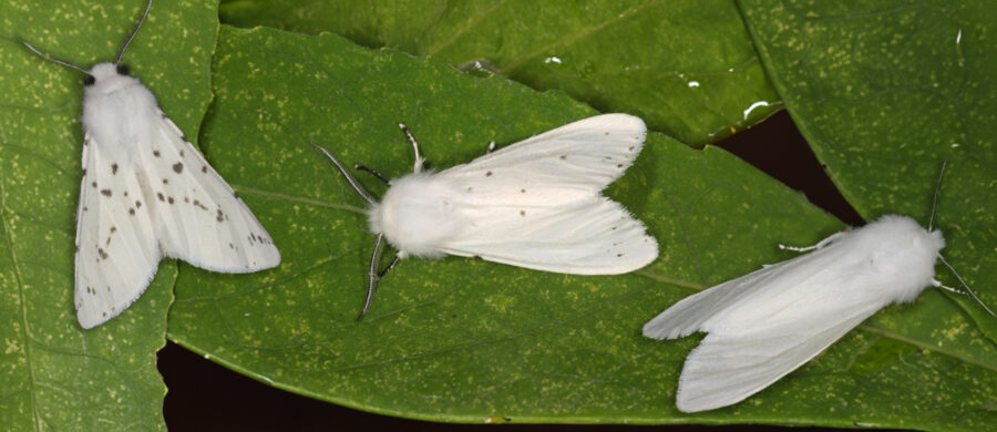 The Fall Webworm Moth | Critter Science