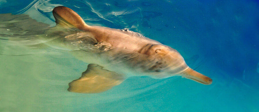 The La Plata Dolphin | Critter Science