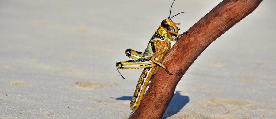 The Desert Locust | Critter Science