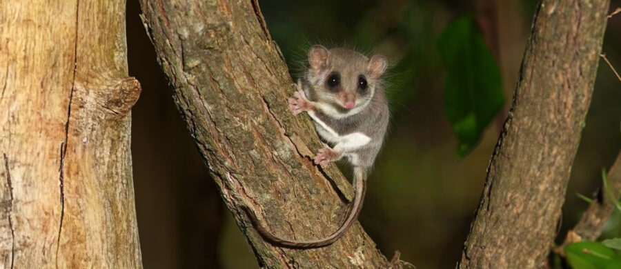The Feathertail Glider | Critter Science