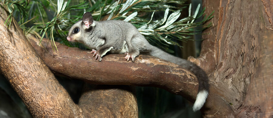 The Squirrel Glider | Critter Science