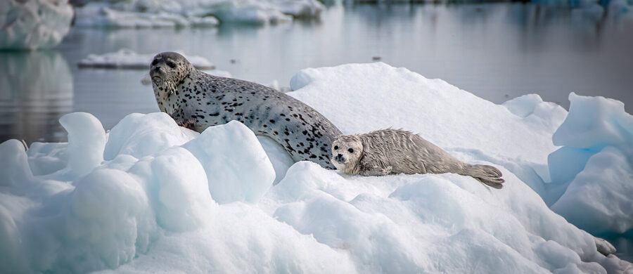 The Spotted Seal | Critter Science
