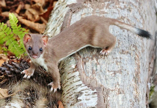 The American Wigeon | Critter Science