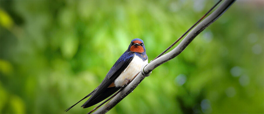 The Abundantly Populated Barn Swallow | Critter Science