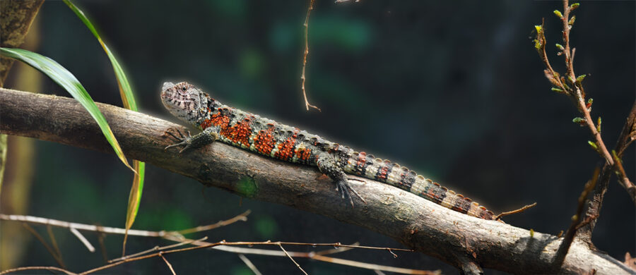 The Chinese Crocodile Lizard | Critter Science