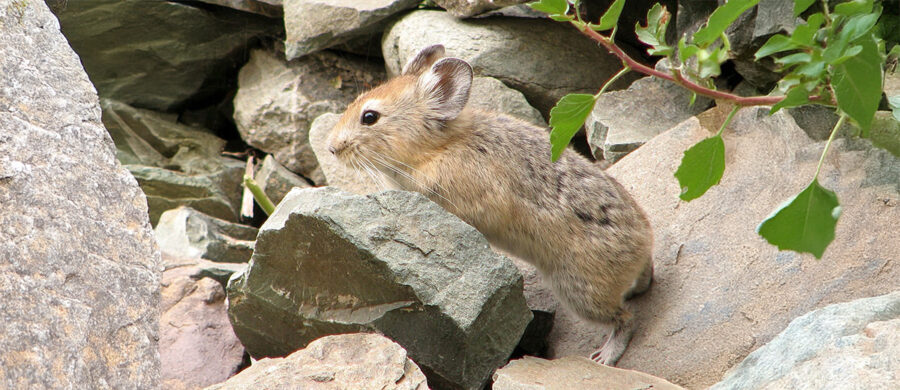 The Large-Eared Pika | Critter Science