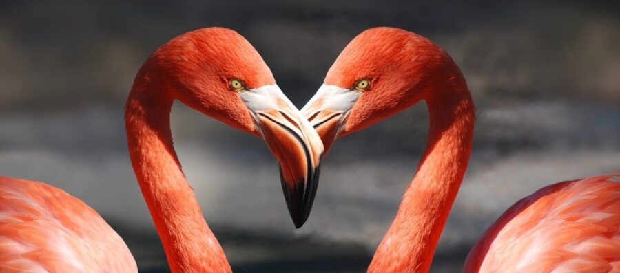 Central American Animals | Critter Science