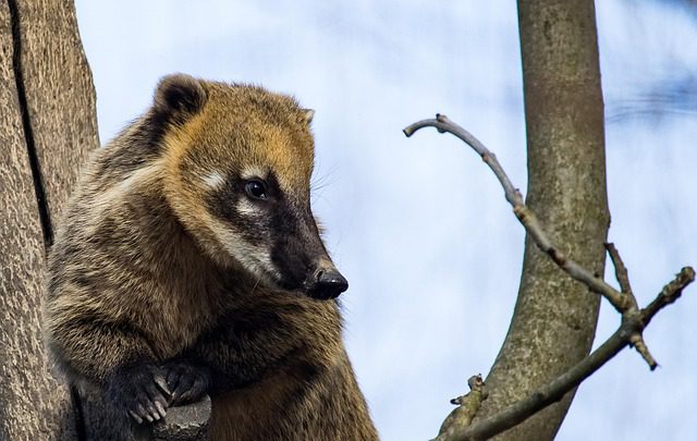 Central American Animals | Critter Science