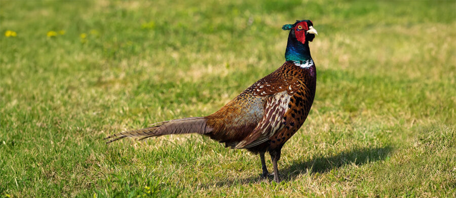 The Common Pheasant | Critter Science