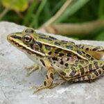 Welcome to Critter Science | Critter Science