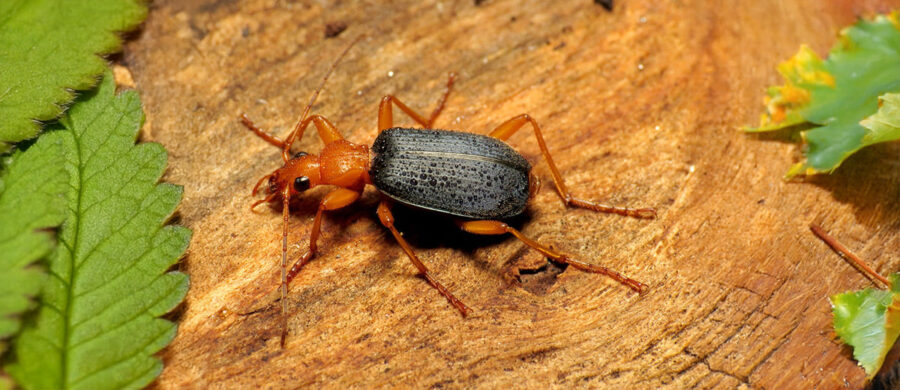 The Bombardier Beetle | Critter Science