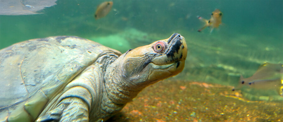 The Burmese Roofed Turtle. The Turtle with a Smile | Critter Science