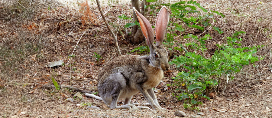 The Antelope Jackrabbit | Critter Science