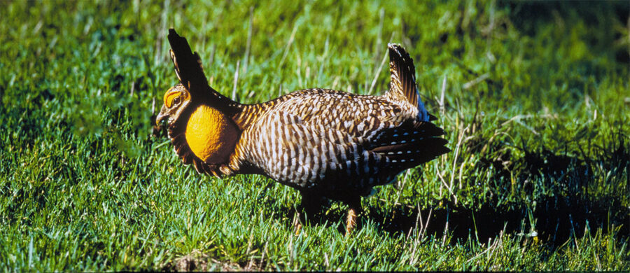 Daily Critter Facts Archives | Critter Science