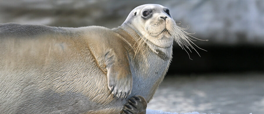 The Bearded Seal | Critter Science