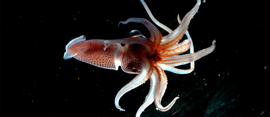 Cephalopod Facts Archives | Critter Science