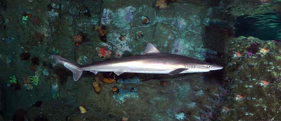 The School Shark | Critter Science