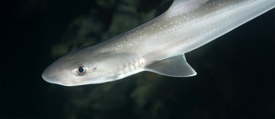 Shark and Ray Facts Archives | Critter Science