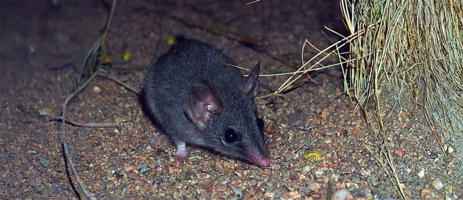 The Red-Tailed Phasogale | Critter Science