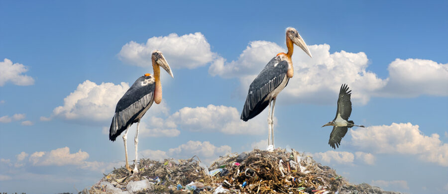 The Greater Adjutant | Critter Science
