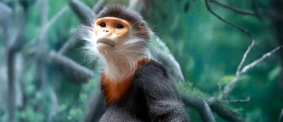 The Grey-Shanked Douc Langur | Critter Science