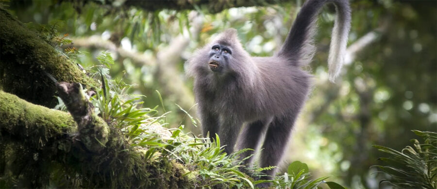 The Rare and Newly Discovered Kipunji | Critter Science