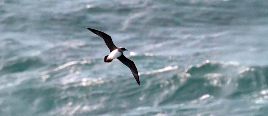 The Atlantic Petrel | Critter Science
