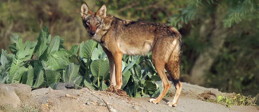 The Arabian Wolf | Critter Science