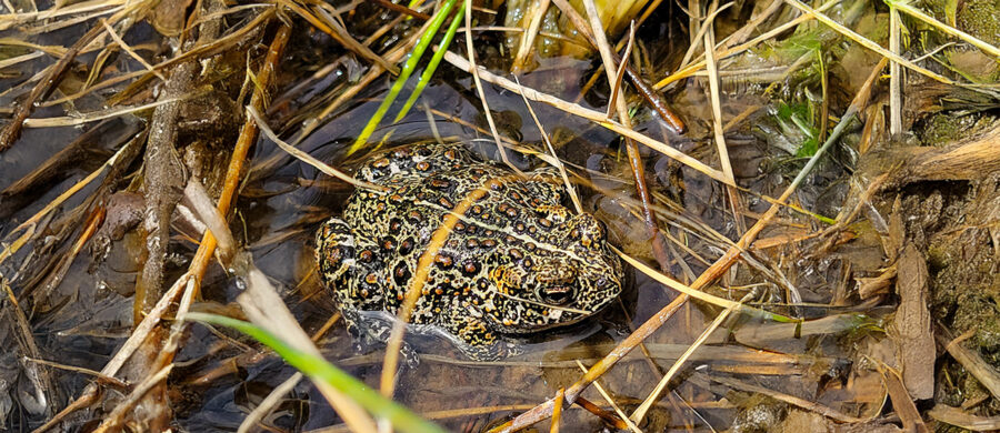 The Dixie Valley Toad | Critter Science
