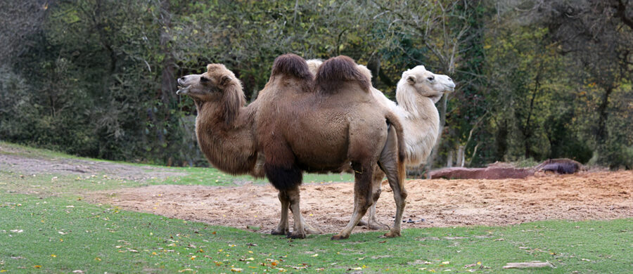 The Steadily Disappearing Wild Bactrian Camel | Critter Science