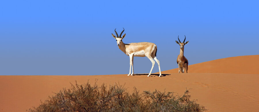The Mountain Gazelle | Critter Science