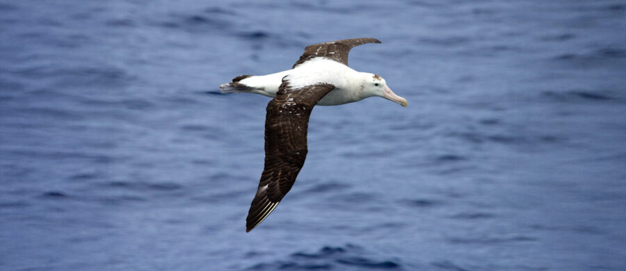 The Tristan Albatross | Critter Science