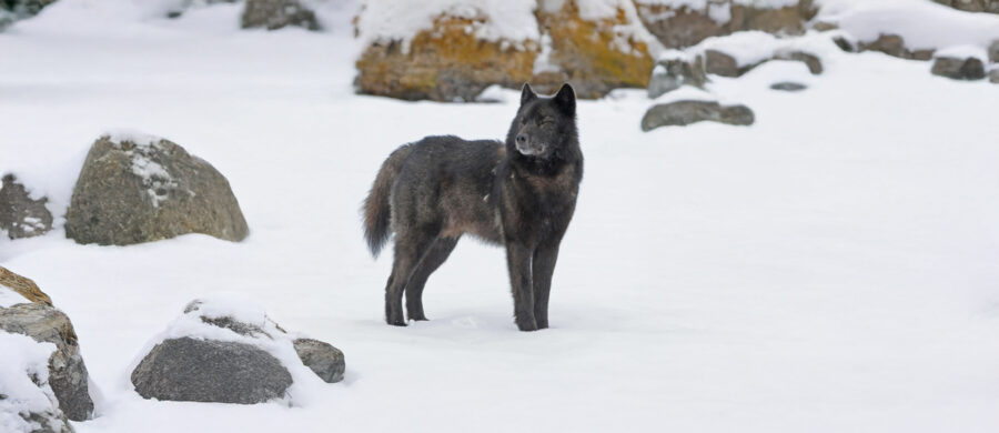 Alexander Archipelago wolf Archives | Critter Science