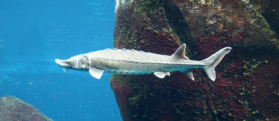 The Atlantic Sturgeon | Critter Science