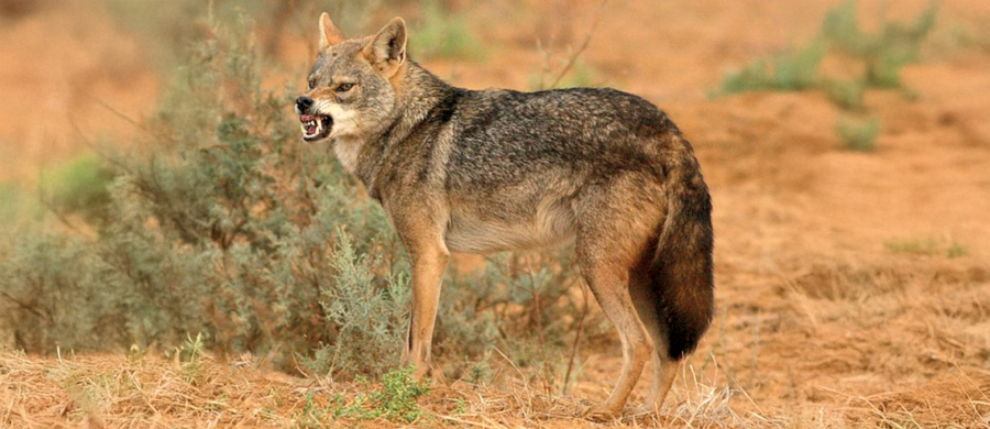 The African Wolf | Critter Science