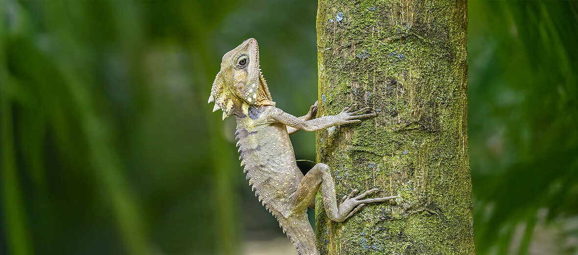The Boyd's Forest Dragon | Critter Science
