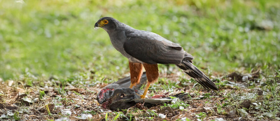 The Bicolored Hawk | Critter Science
